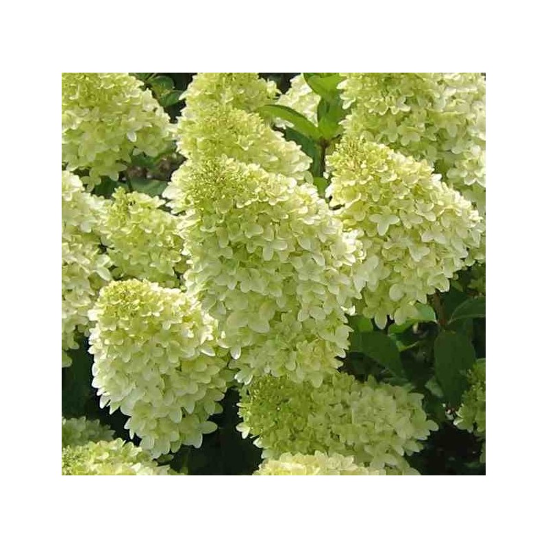 Hydrangea Paniculata MAGICAL CANDLE