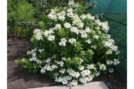 Hydrangea Paniculata MAGICAL STARLIGHT