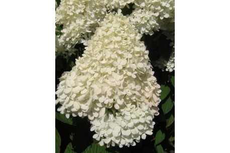 Hydrangea Paniculata MAGICAL SWEET SUMMER