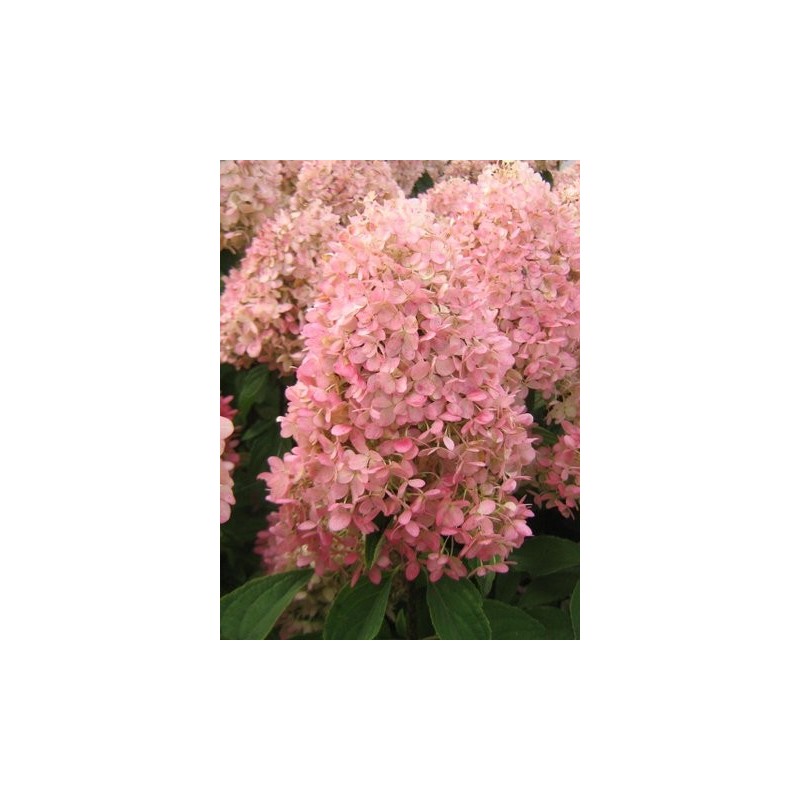 Hydrangea Paniculata MAGICAL SWEET SUMMER