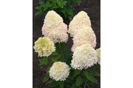 Hydrangea Paniculata MAGICAL SWEET SUMMER