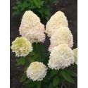 Hydrangea Paniculata MAGICAL SWEET SUMMER
