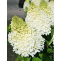Hydrangea Paniculata MAGICAL SWEET SUMMER