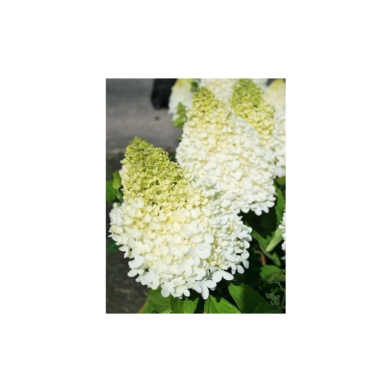 Hydrangea Paniculata MAGICAL SWEET SUMMER