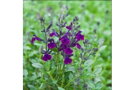 Salvia x jamensis VIOLETTE DE LOIRE® 'Barsal'