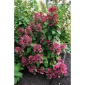 Hydrangea Paniculata MAGICAL FIRE