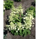Hydrangea Paniculata MAGICAL HIMALAYA