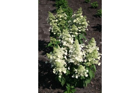 Hydrangea Paniculata MAGICAL HIMALAYA