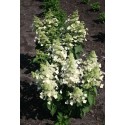 Hydrangea Paniculata MAGICAL HIMALAYA