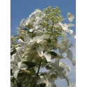 Hydrangea Paniculata LEVANA