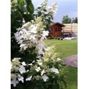 Hydrangea Paniculata LEVANA