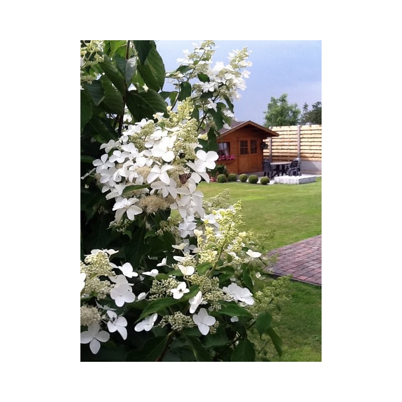 Hydrangea Paniculata LEVANA
