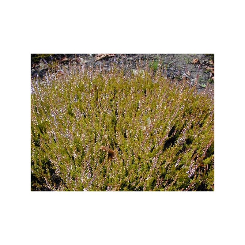 Calluna vulgaris 'Con Brio'