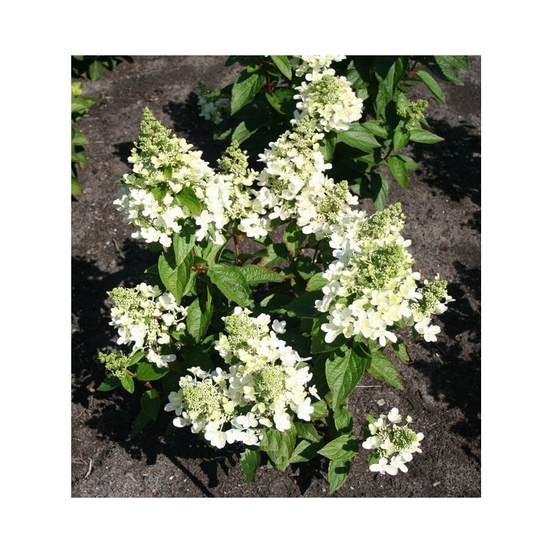 Hydrangea Paniculata MAGICAL® VESUVIO