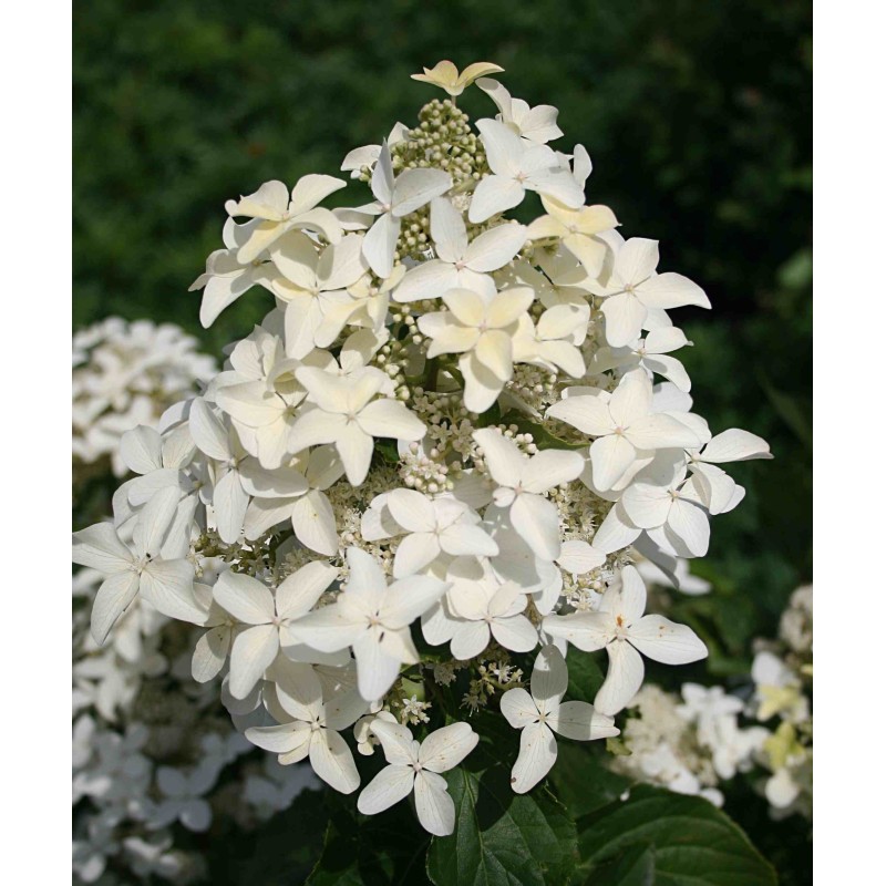 Hydrangea paniculata MAGICAL® 'Starlight'
