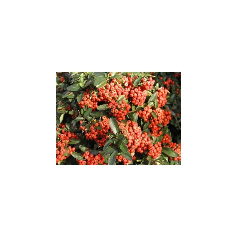 Pyracantha SAPHYR® Rouge 'Cadrou'