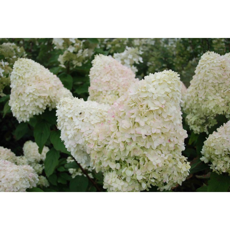 Hydrangea Paniculata PHANTOM
