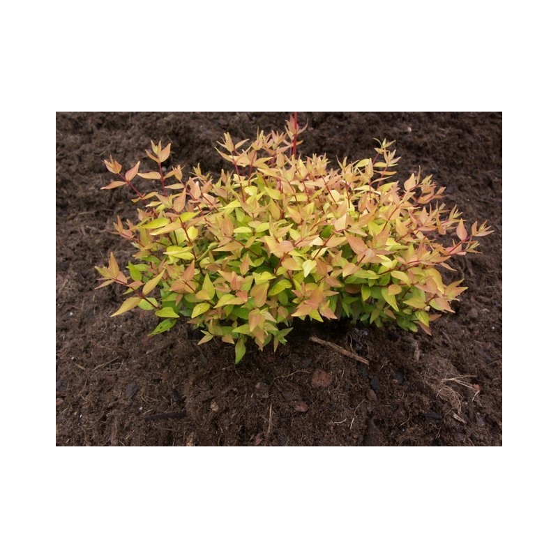 Abelia x grandiflora GOLD TOUCH ® 'Bmr Gold'