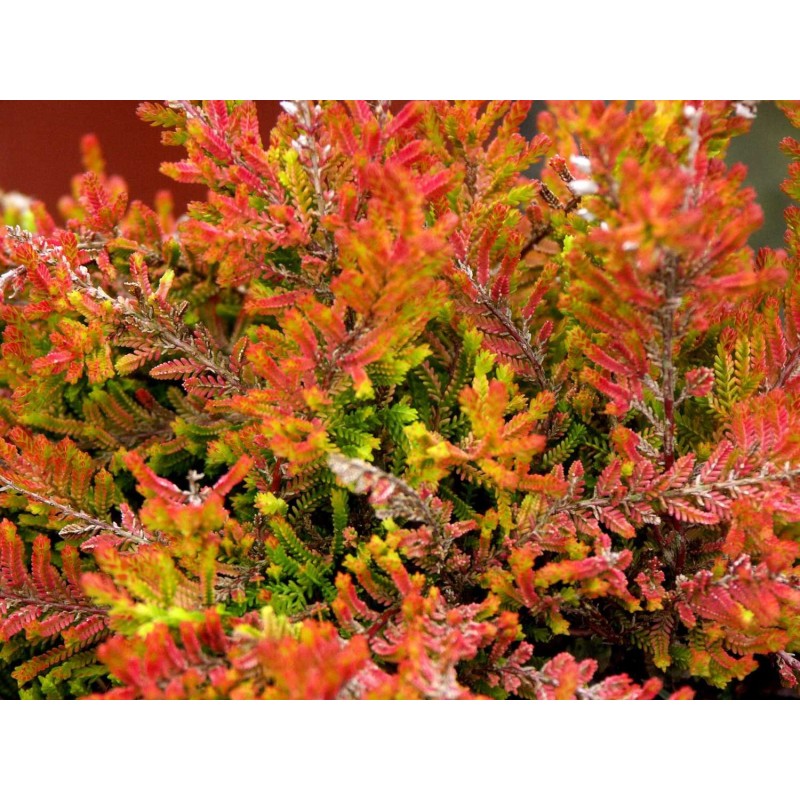 Calluna vulgaris 'Wickwar Flame'