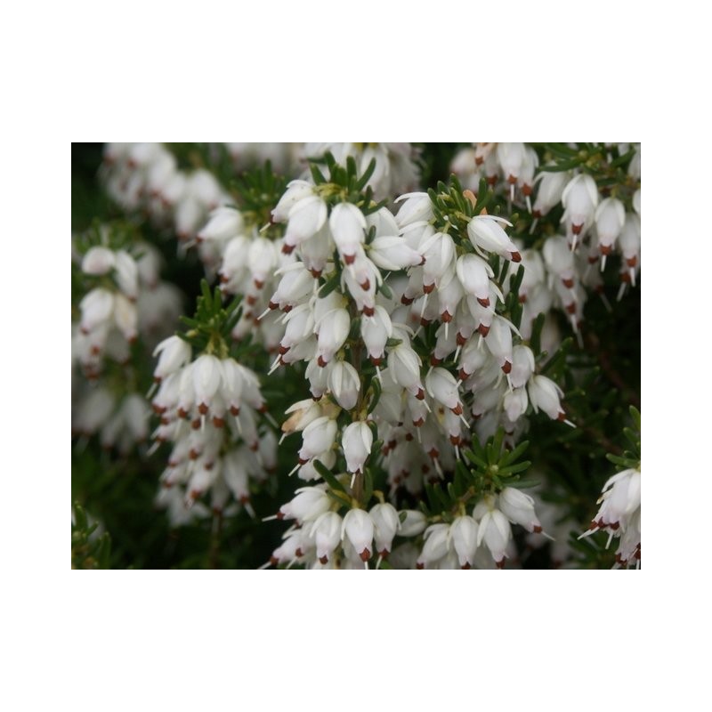Erica carnea 'Springwood White'