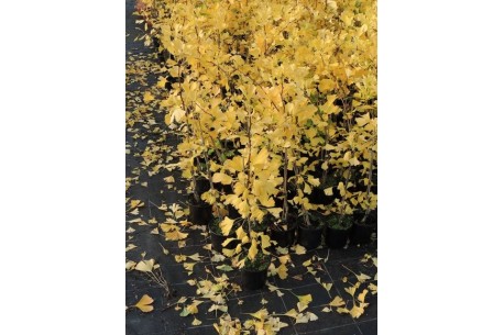 Ginkgo biloba 'Blagon'