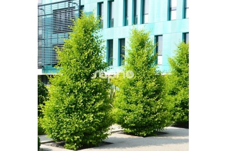 Ginkgo biloba 'Blagon'