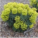 Euphorbia REDWING 'Charam'