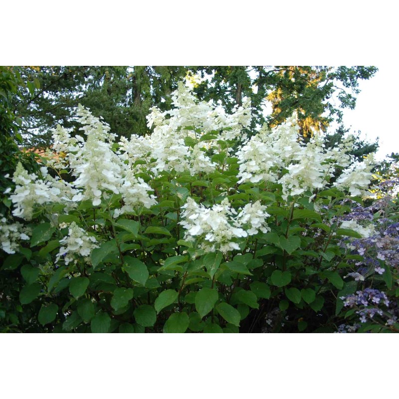 Hydrangea paniculata 'White Lady'