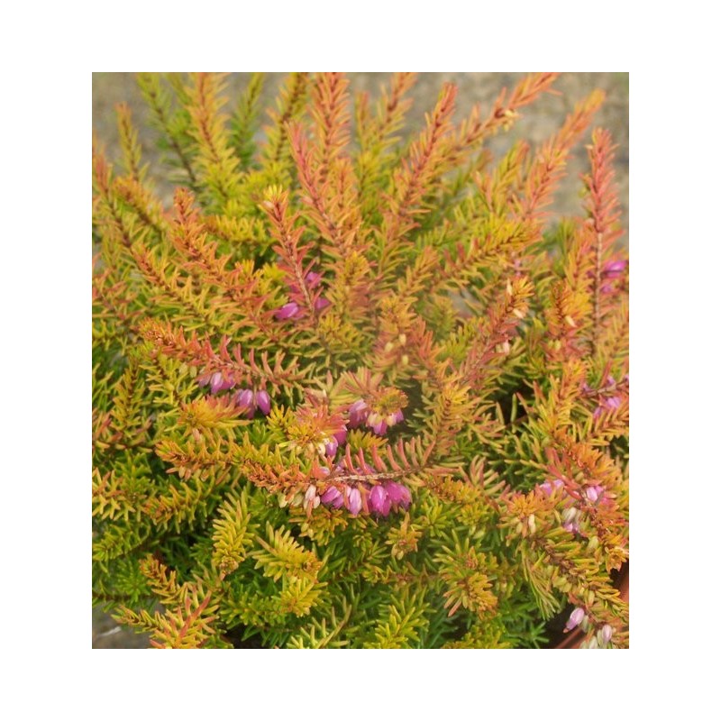 Erica x darleyensis 'Mary Helen'