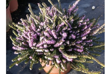 Erica x darleyensis 'Furzey'