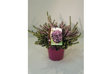 Erica x darleyensis 'Furzey'