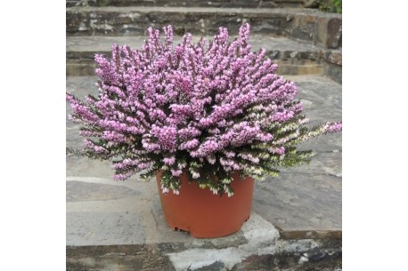 Erica x darleyensis 'Furzey'