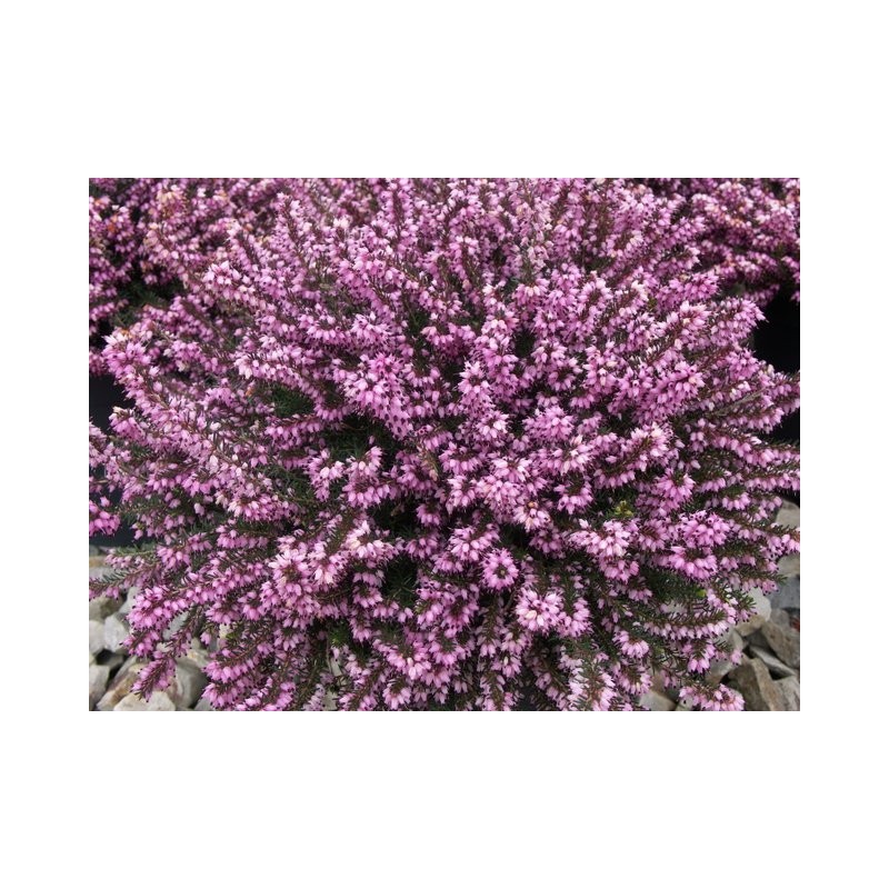 Erica x darleyensis 'Furzey'