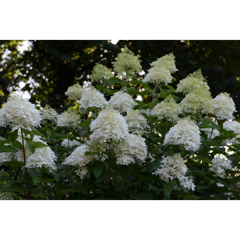 Hydrangea Paniculata PHANTOM