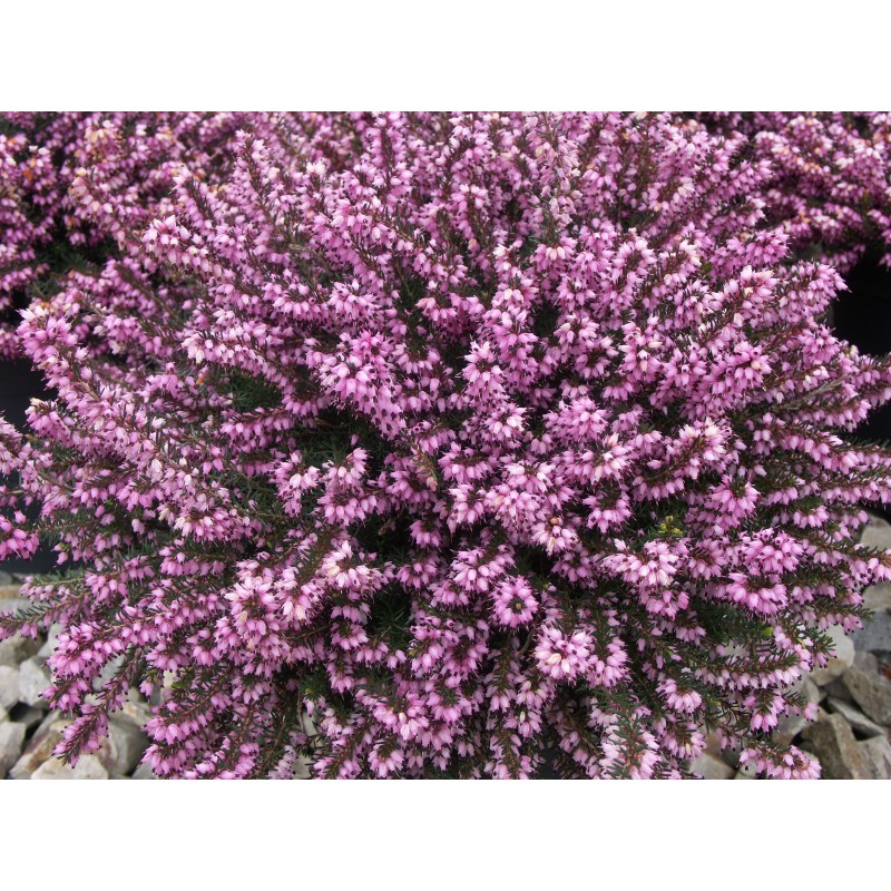 Erica carnea 'Ruby Glow'
