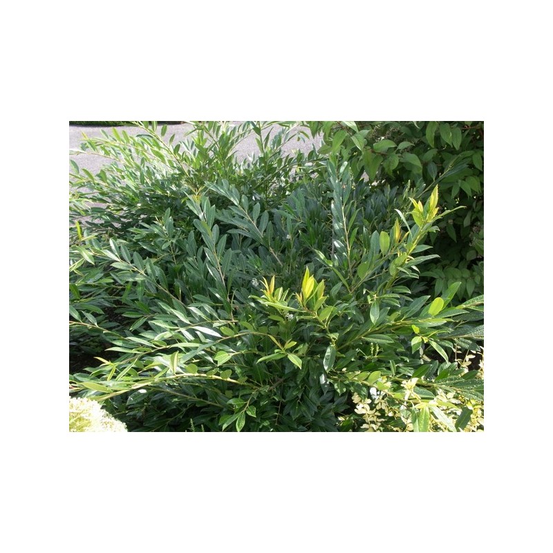 Prunus laurocerasus DART S LOWN GREEN ® 'Interlo'