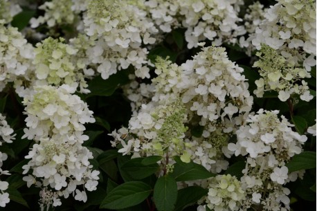 Hydrangea paniculata 'Candlelight'