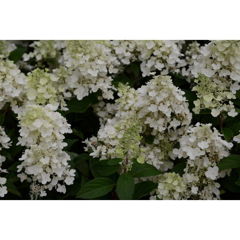 Hydrangea Paniculata CANDLELIGHT