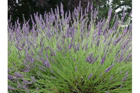 Lavandula angustifolia 'Dutch'