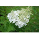 Hydrangea Paniculata GOLIATH