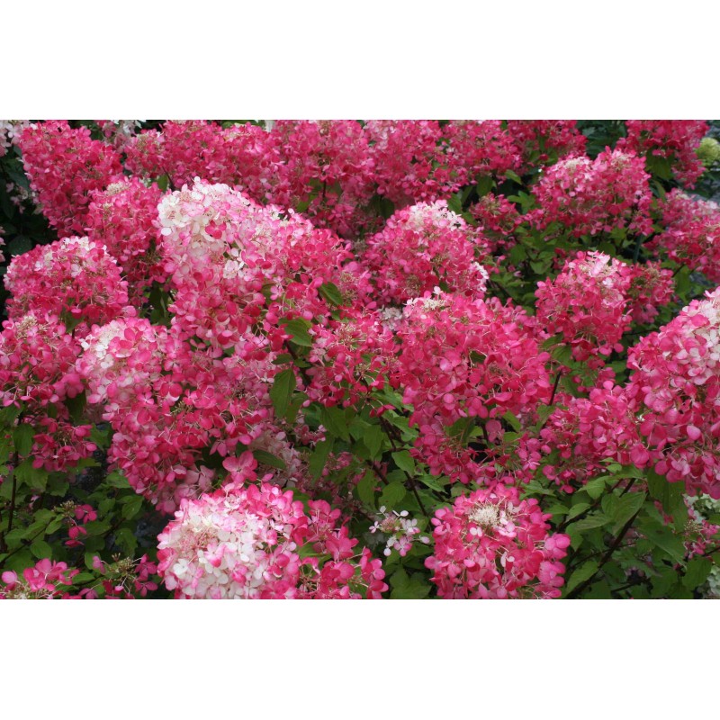 Hydrangea paniculata DIAMANT ROUGE ® 'Rendia'