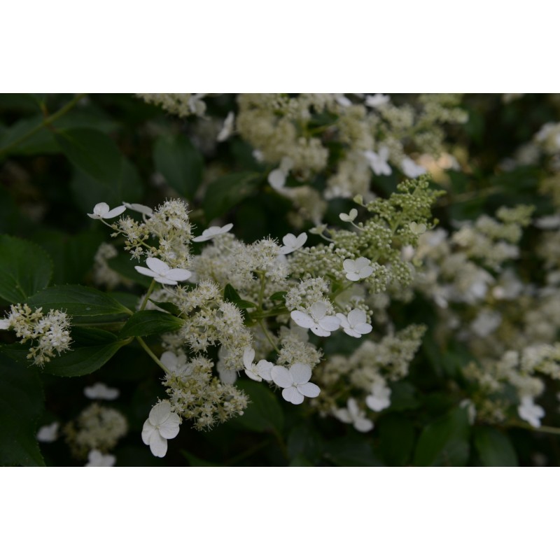 Hydrangea Paniculata KYUSHU