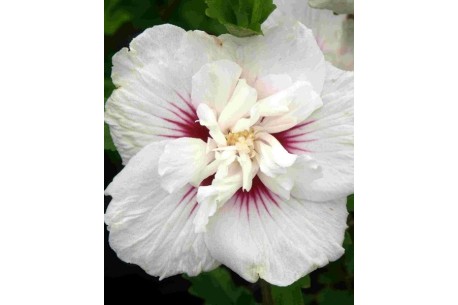 Hibiscus syriacus CHINA CHIFFON ® 'Bricutts'