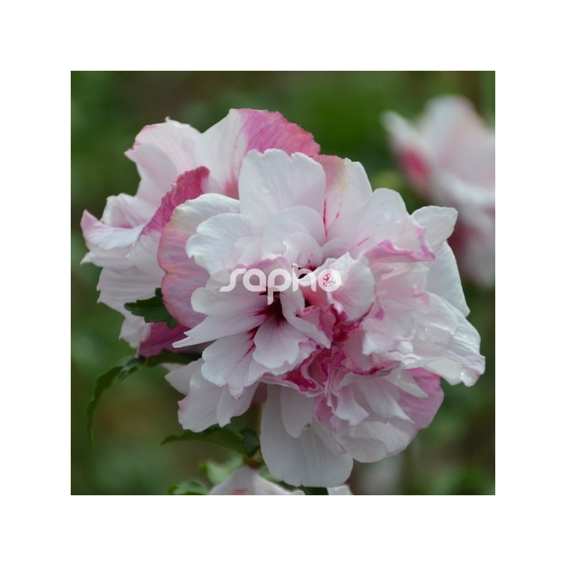 Hibiscus syriacus FRENCH CABARET ® PASTEL 'MINDOUB1'