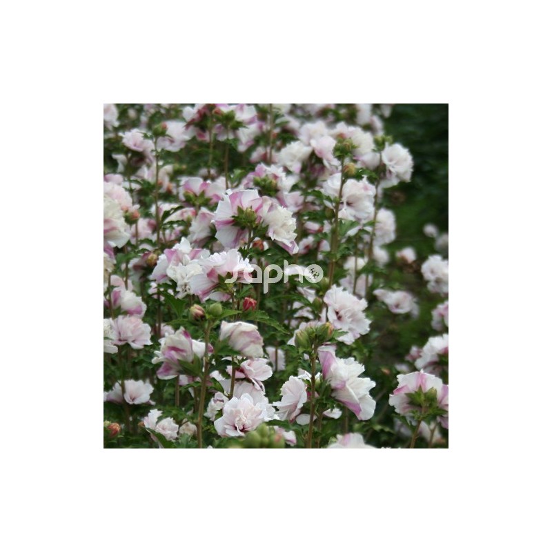 Hibiscus syriacus FRENCH CABARET ® PASTEL 'MINDOUB1'