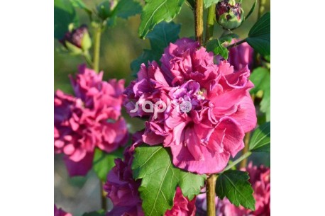 Hibiscus syriacus FRENCH CABARET ® RED 'MINDOUR1'