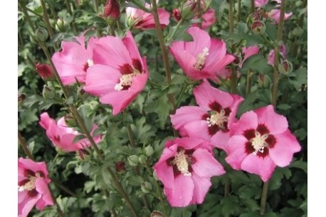 Hibiscus syriacus PINK GIANT ® 'Flogi'