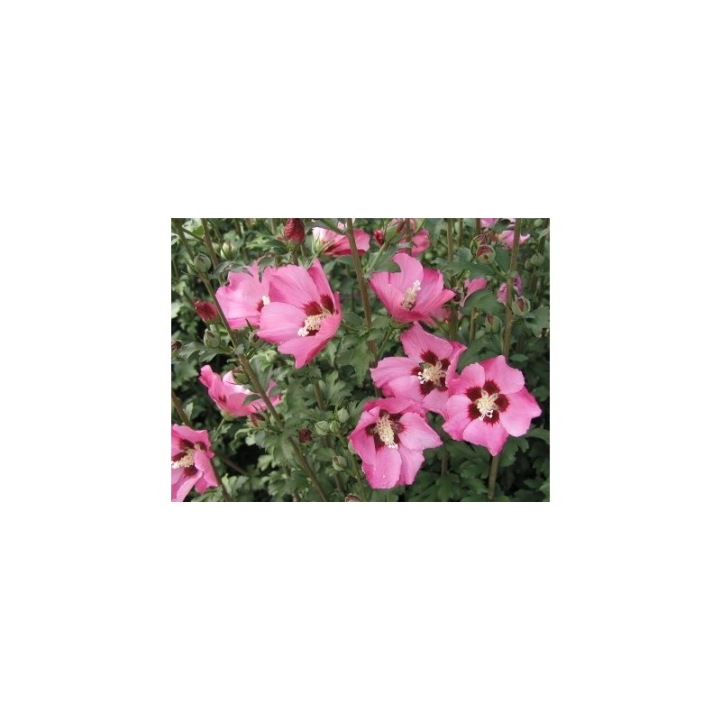 Hibiscus syriacus PINK GIANT ® 'Flogi'