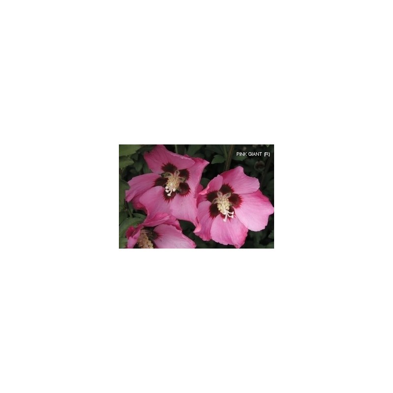 Hibiscus syriacus PINK GIANT ® 'Flogi'
