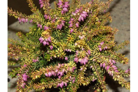 Erica x darleyensis WINTER BELLES® 'Tylou'